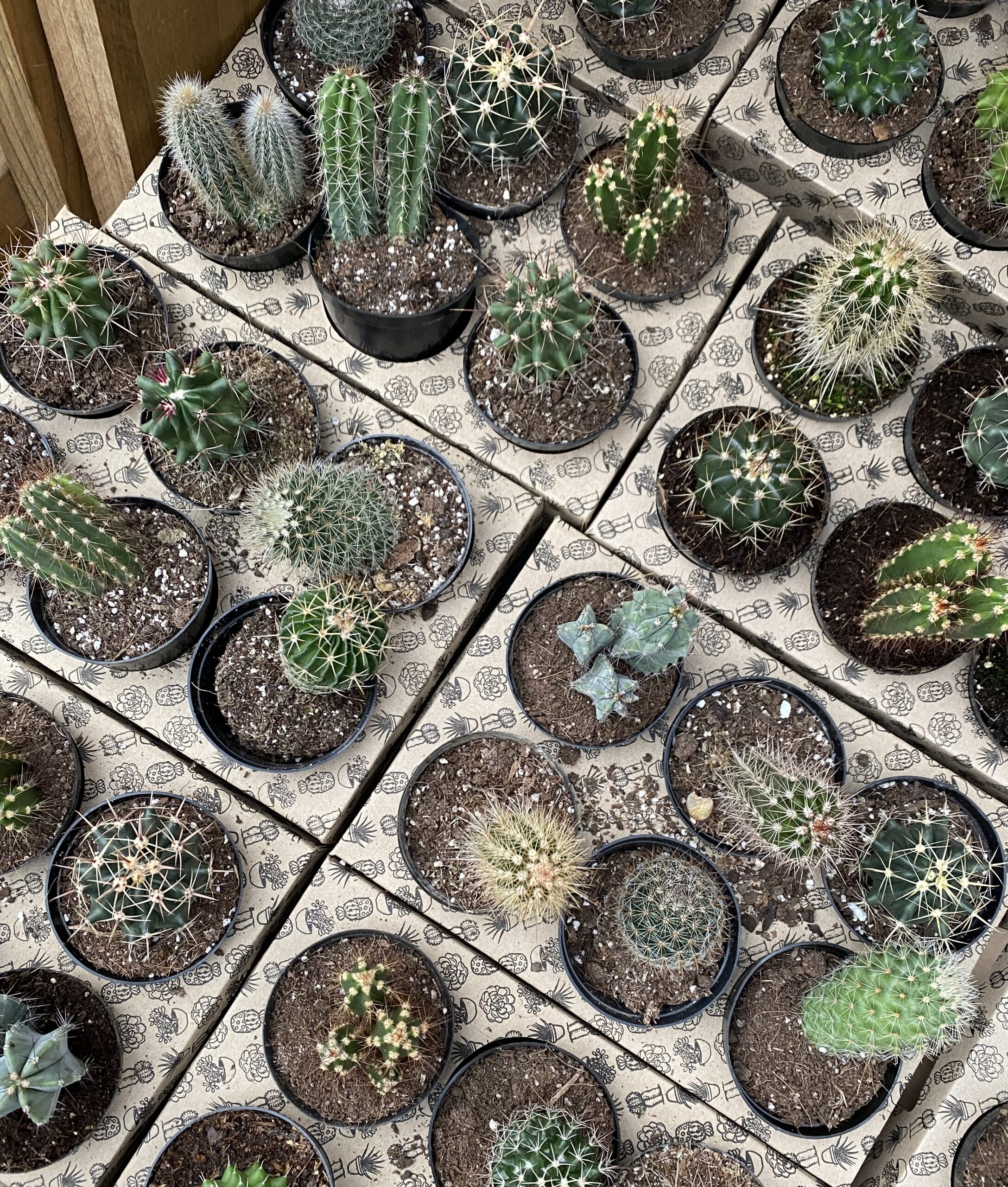 Mini Cacti – Myriad Bouquet